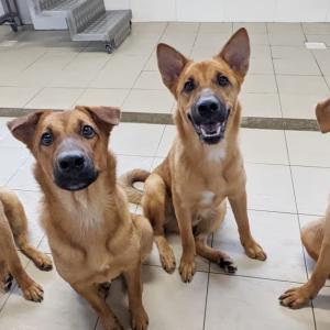 Support the Rescue of Homeless Dogs - DonationCentral.org