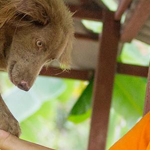 Sponsor a Dog - DonationCentral.org