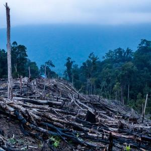 Help Save Our Forests - DonationCentral.org